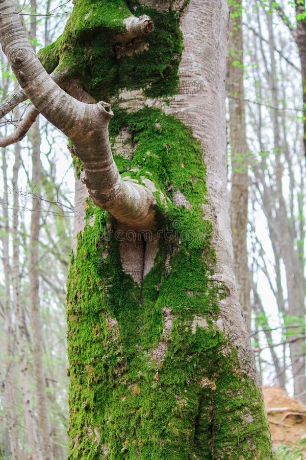 Moss on a Tree in the Forest Around the Leaves Stock Image - Image of ...