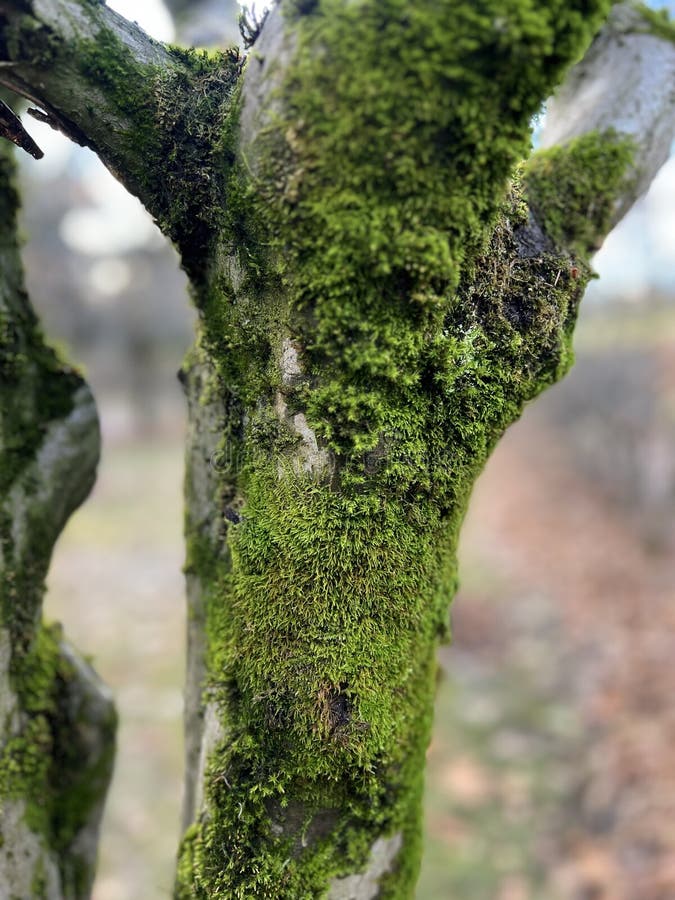 Moss on Tree, Moss Forest, Green, Macro Photo Stock Image - Image of ...