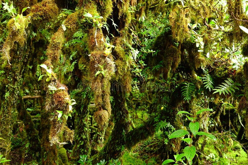 Moss on a tree stock image. Image of park, wilderness - 167446753