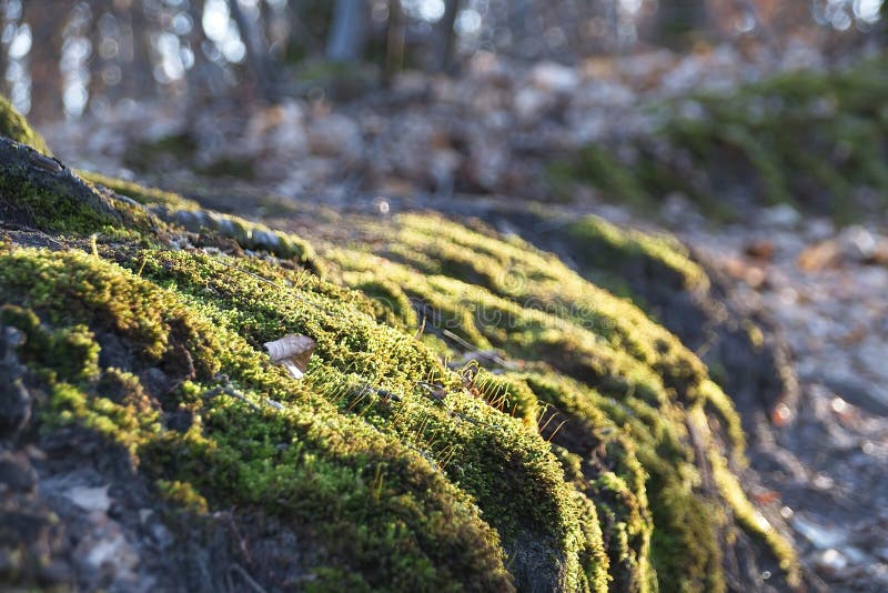 Moss on tree in forest stock photo. Image of leaf, background - 226186484