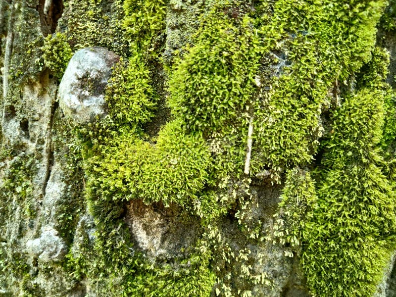 Moss in the tree stock photo. Image of trunk, environment - 153434186