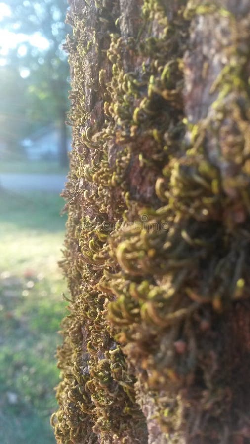 Moss tree stock image. Image of outside, moss, tree, green - 53480213