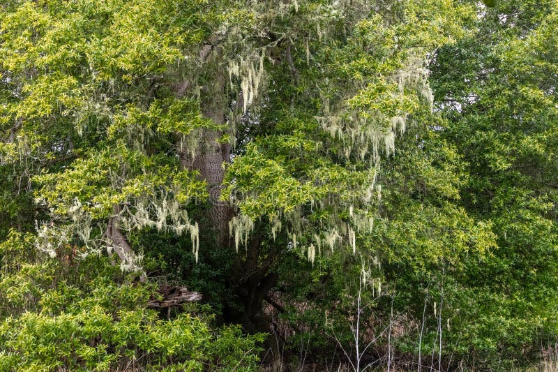 Moss and Tree, Greenery at Point Reyes Stock Image - Image of seashore ...