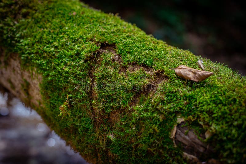 Moss on a tree stock image. Image of pattern, forest - 81470225