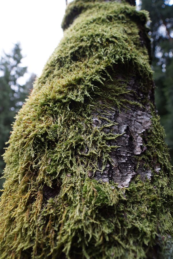 Moss on tree stock photo. Image of lots, evergreen, moss - 65490752