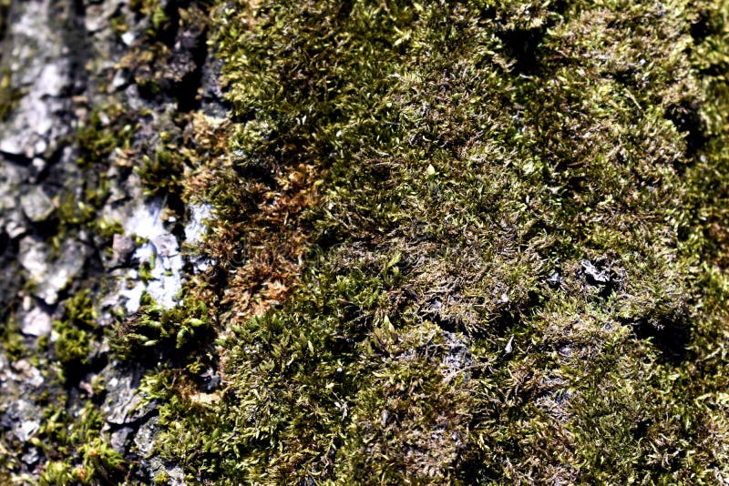 Moss on tree stock image. Image of material, light, macro - 114354945