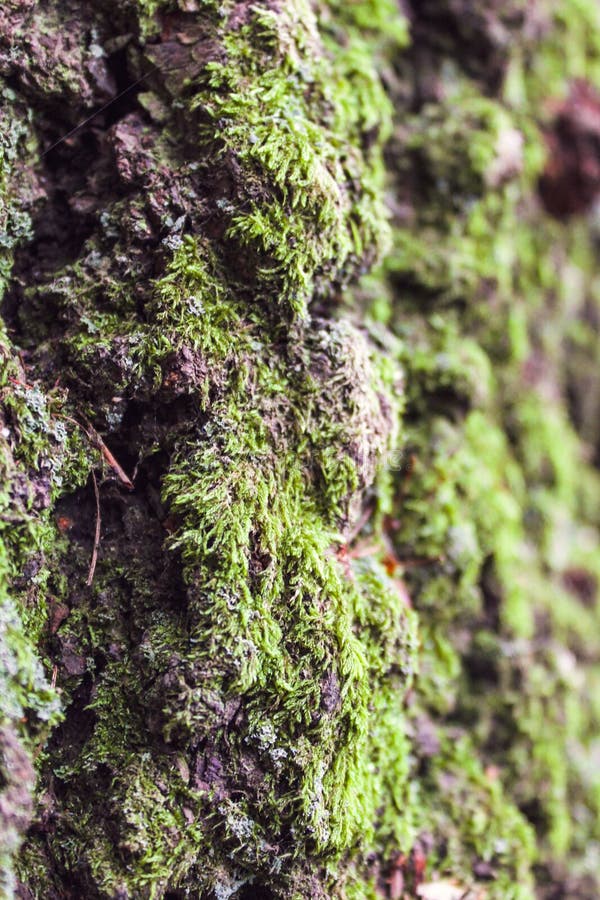 Moss on a tree root stock image. Image of tree, moss - 192428873