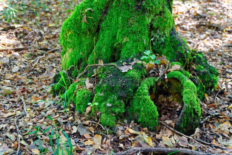 Moss on Tree Roots, Branch and Log in a Green Forest or Moss on Tree ...