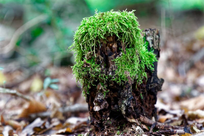 Moss on Tree Roots, Branch and Log in a Green Forest or Moss on Tree ...