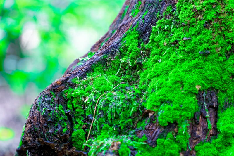 Moss on Tree Roots, Branch and Log in a Green Forest or Moss on Tree ...