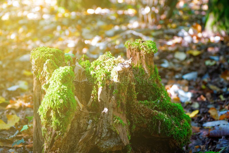 Moss on Tree Roots, Branch and Log in a Green Forest or Moss on Tree ...