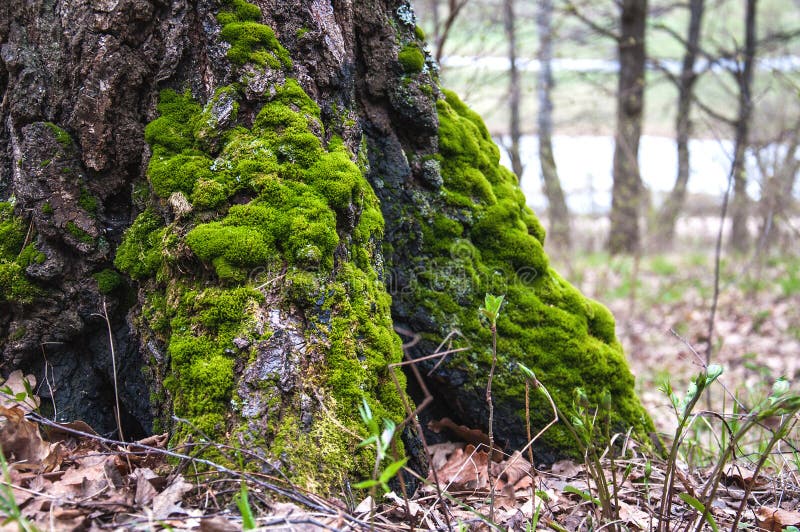 Moss on the tree roots stock photo. Image of green, spring - 64116902