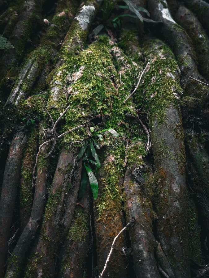 Moss on tree roots stock photo. Image of tree, nature - 313243182