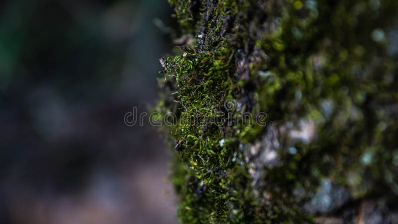 Moss on a Tree in Spring Akademgorodok Stock Image - Image of ...