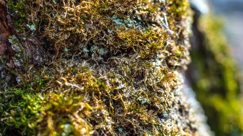 Moss on a Tree in Spring Akademgorodok Stock Photo - Image of ...