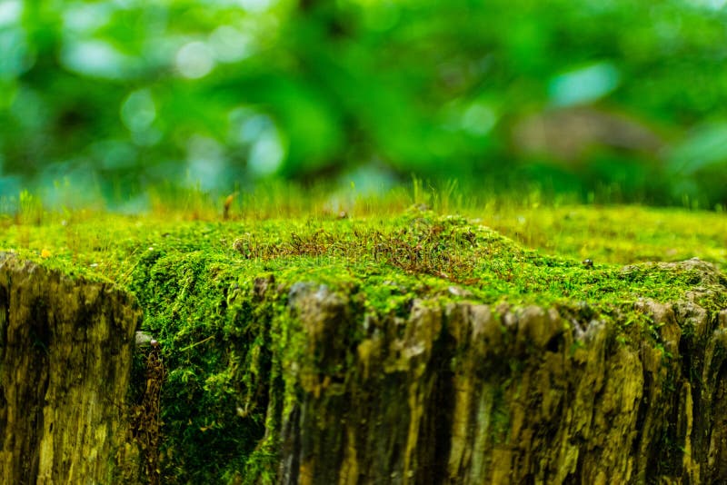 Moss Grows Atop a Tree Stump Stock Photo - Image of benton, crystal ...
