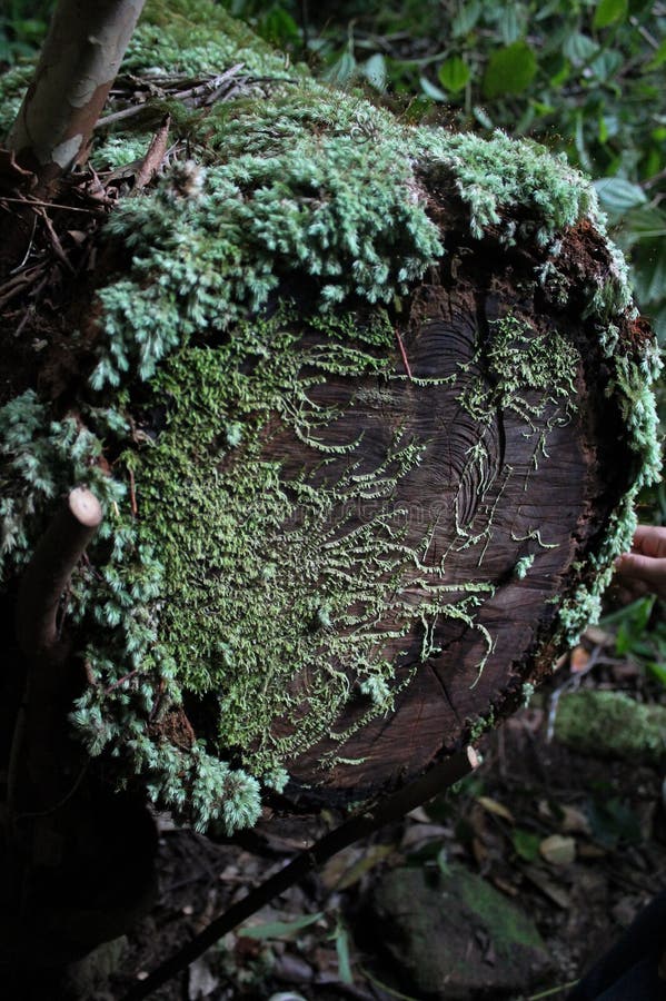 Moss on a tree stump stock photo. Image of plant, hiking - 75879880