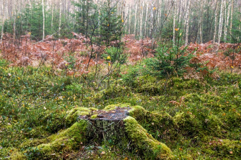 Moss on Tree Stump. Nature Forest in Fall Season Stock Image - Image of ...