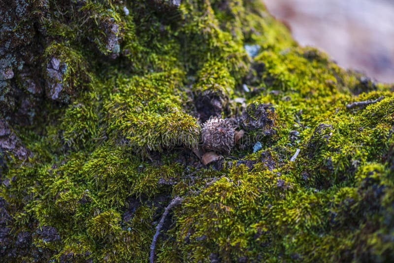 Moss on Bark of tree stock photo. Image of brown, aging - 203529454