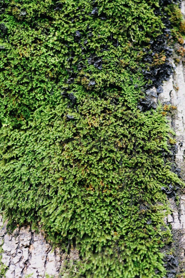 The Moss on the Tree. Texture Stock Image - Image of grain, aged: 133347891
