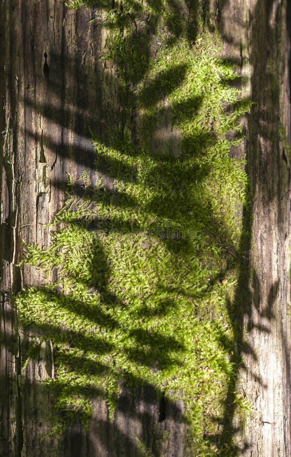 Shadow on moss stock photo. Image of outdoors, mossy - 141898224