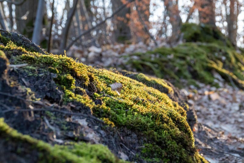Moss on a tree trunk stock image. Image of macro, medicine - 262443829
