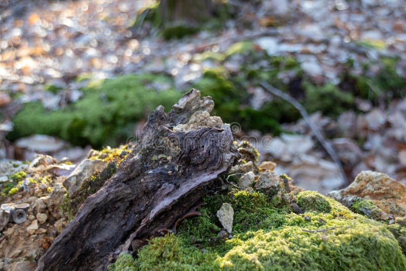Moss on a tree trunk stock image. Image of leaf, water - 262443867
