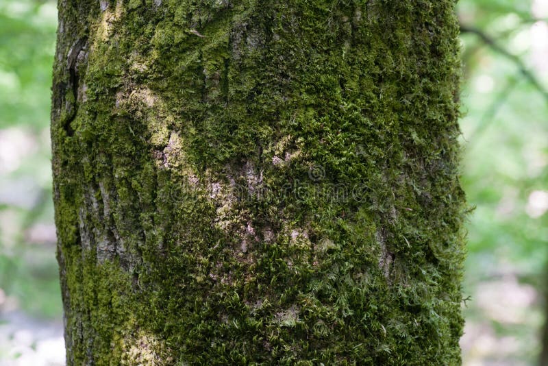Moss on tree trunk stock photo. Image of moss, large - 116181420