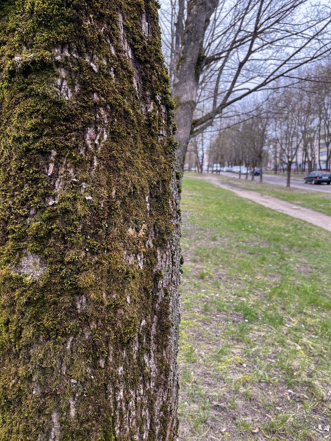 Moss on a Tree Trunk in the City Stock Photo - Image of tropical ...