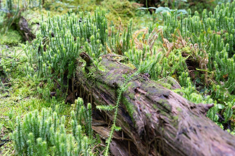 Moss and tree trunk stock image. Image of floral, shrub - 164073331