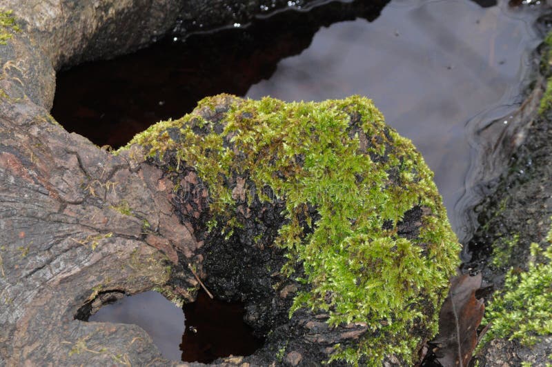 Moss on wood stock photo. Image of wild, water, green - 30224038