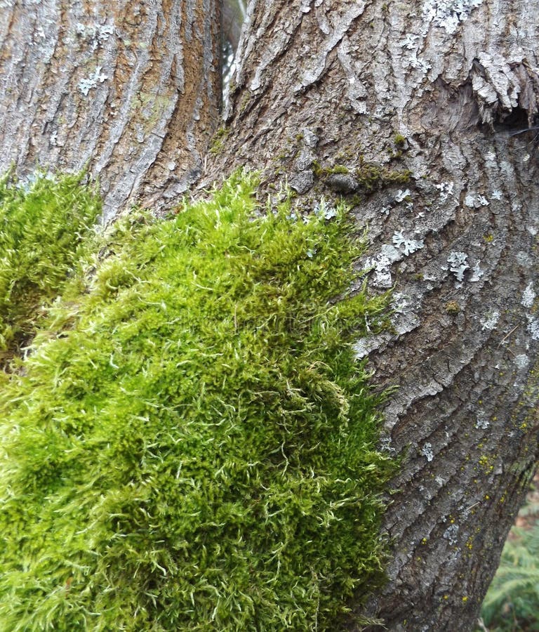 Moss on Tree Trunk stock photo. Image of moss, growing - 86411562