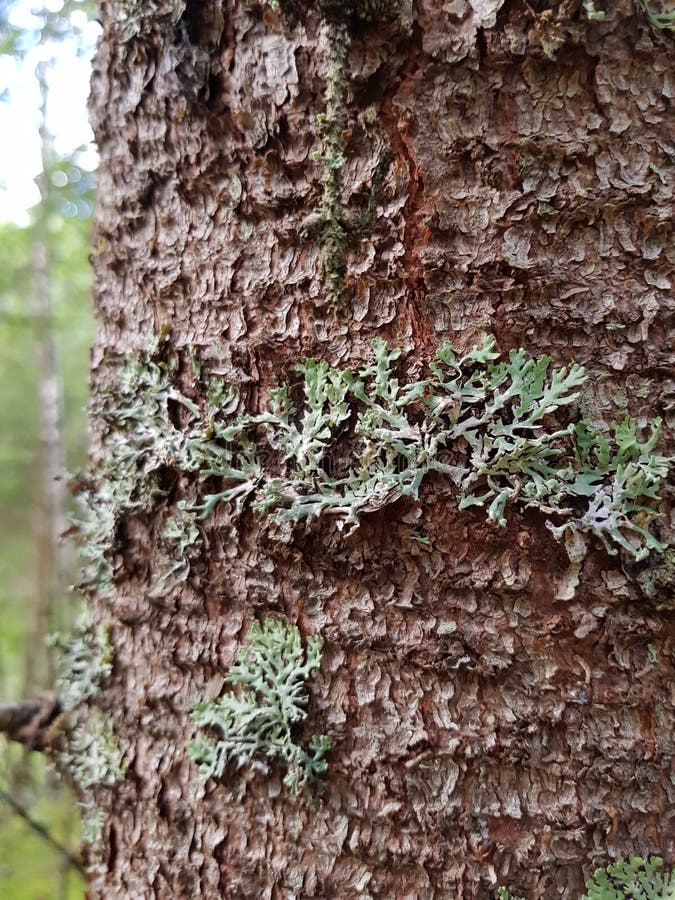 Moss on a tree trunk stock photo. Image of griwing, tree - 99544610