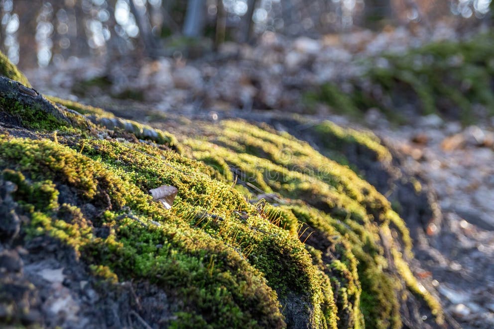 Moss on a tree trunk stock photo. Image of moss, natural - 262443828
