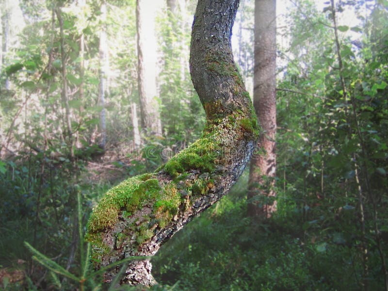 Moss on a tree trunk stock image. Image of summer, green - 311298191