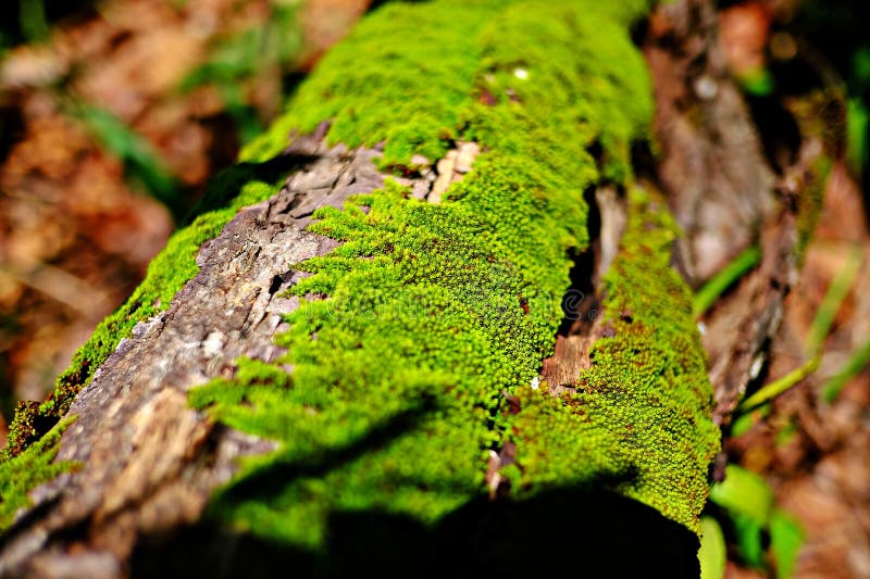Moss on a tree trunk stock image. Image of background - 366180409