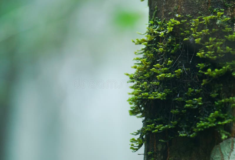 Moss on tree trunk stock image. Image of wood, natural - 253274729