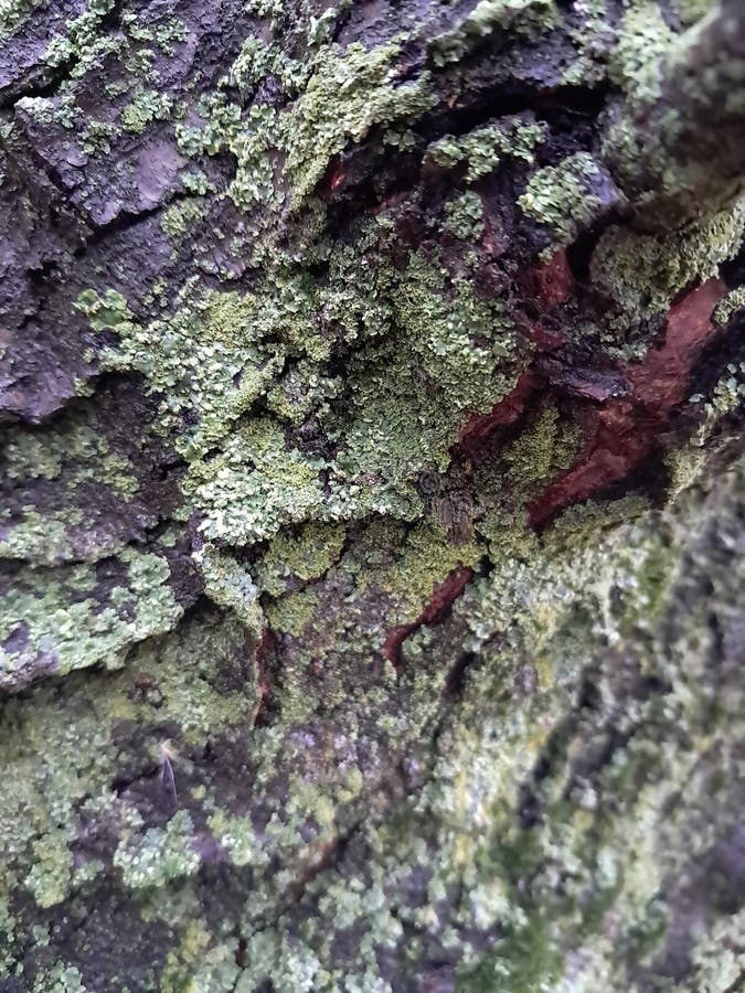 Moss on a Tree Trunk Up Close for Texture and Detail Stock Photo ...