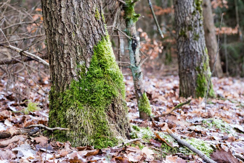 Moss on Tree Trunks. Forest and Trees Covered with Moss Stock Photo ...