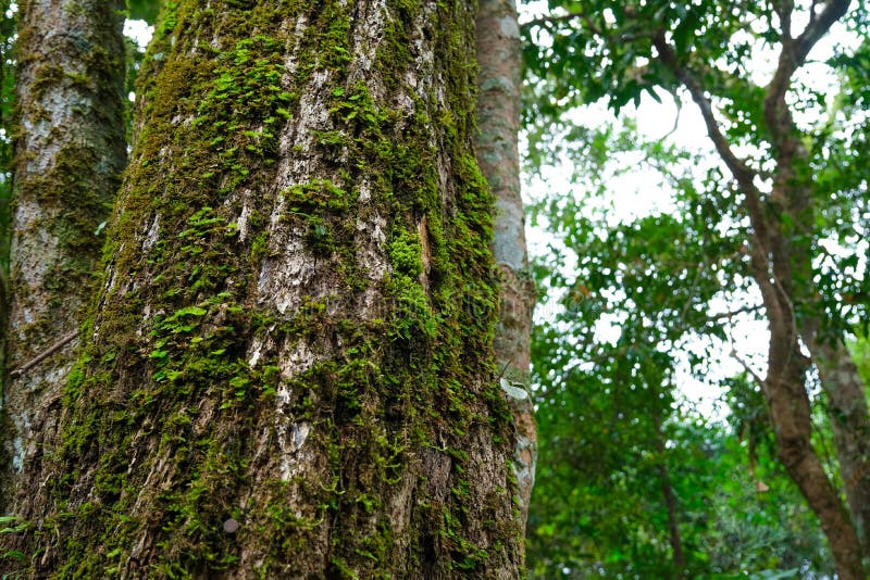 Moss on Tree in Wilderness Forest. Tropical Forests on the Northern ...