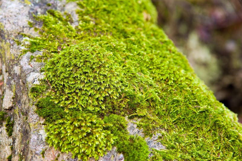 Moss closeup stock photo. Image of natural, close, forest - 1724916