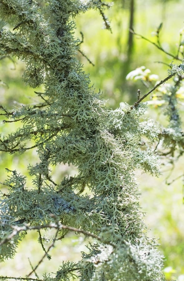 Moss on a tree stock image. Image of moss, material, light - 40308559