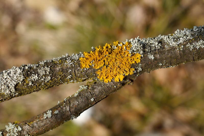 Moss on tree stock photo. Image of wood, moss, light - 51738002