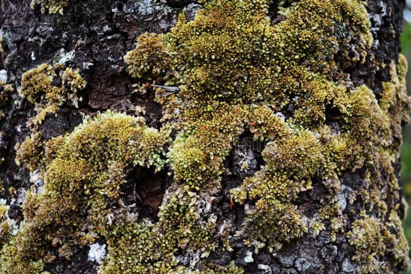 Moss on trees bark stock photo. Image of bark, growing - 47536234