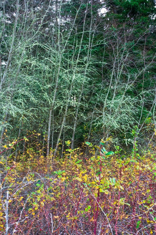 Moss on Trees Behind Fall Colored Leaves Stock Photo - Image of ...