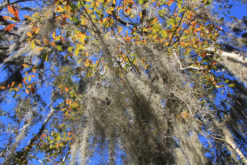 Moss on Trees with Color Leaves Stock Image - Image of leaves, moss ...