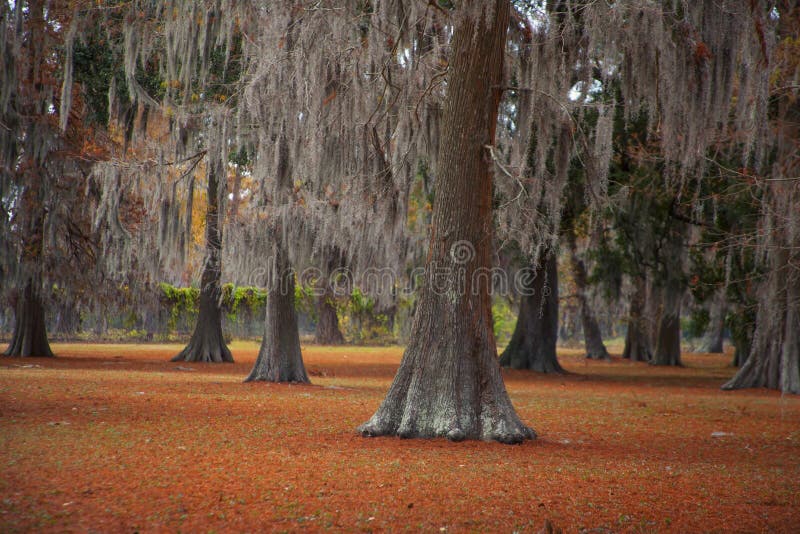 Moss Trees 1 stock photo. Image of park, bark, nature - 48139580