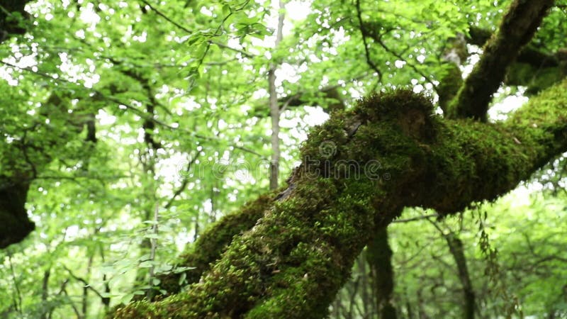 Moss trees in the forest stock footage. Video of huge - 210854702