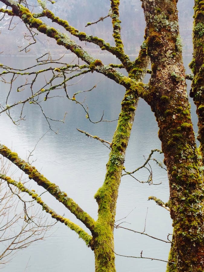 Moss trees and lake stock photo. Image of relax, scene - 51253248