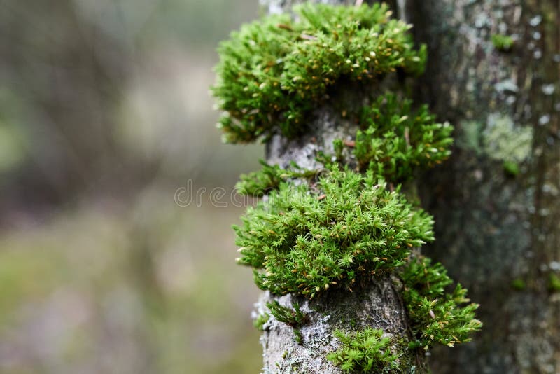 Moss on the Trees. Old Trees Overgrown with Moss Stock Photo - Image of ...